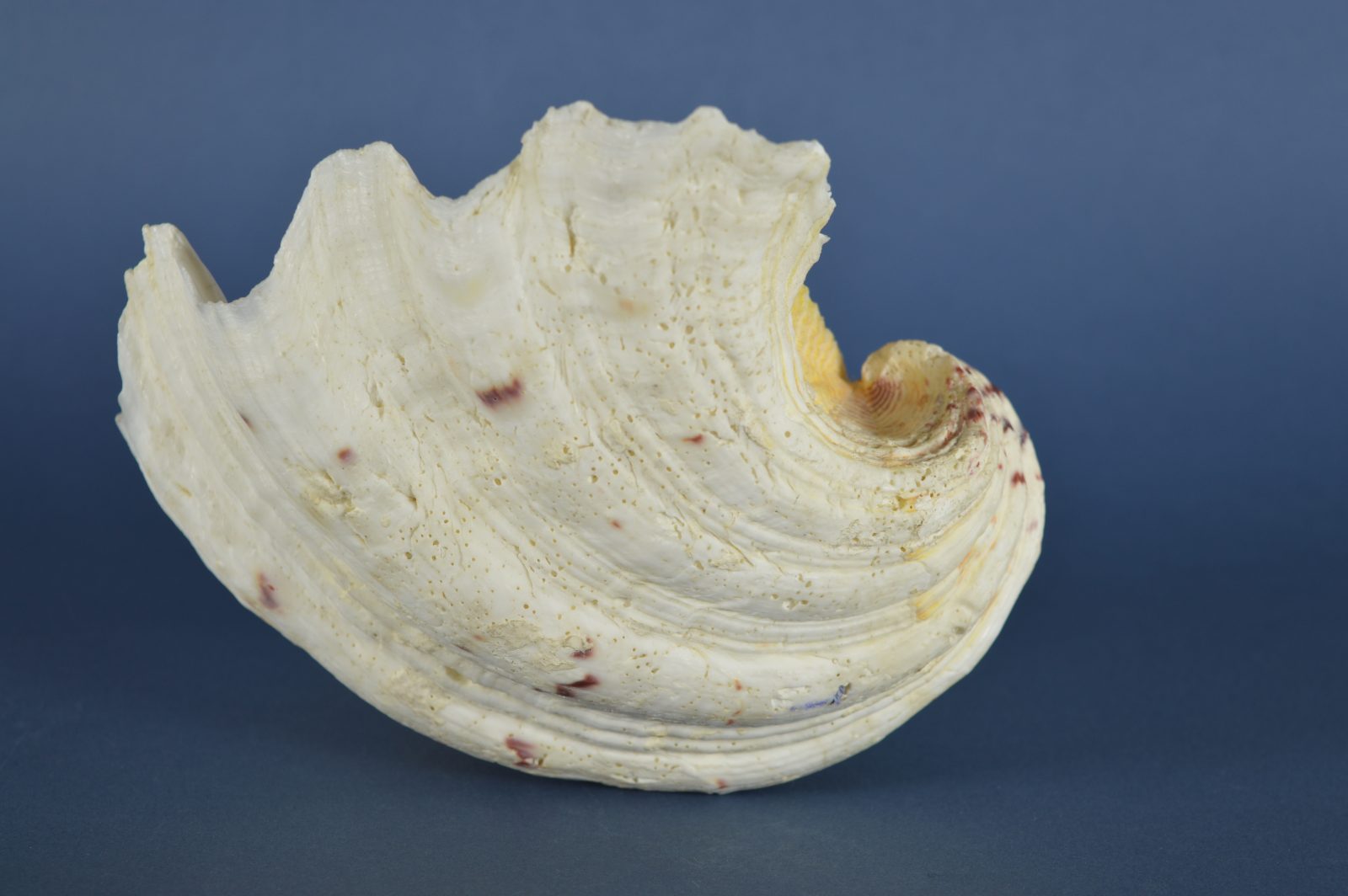 Grote witte zeeschelp - vlak - Bodour